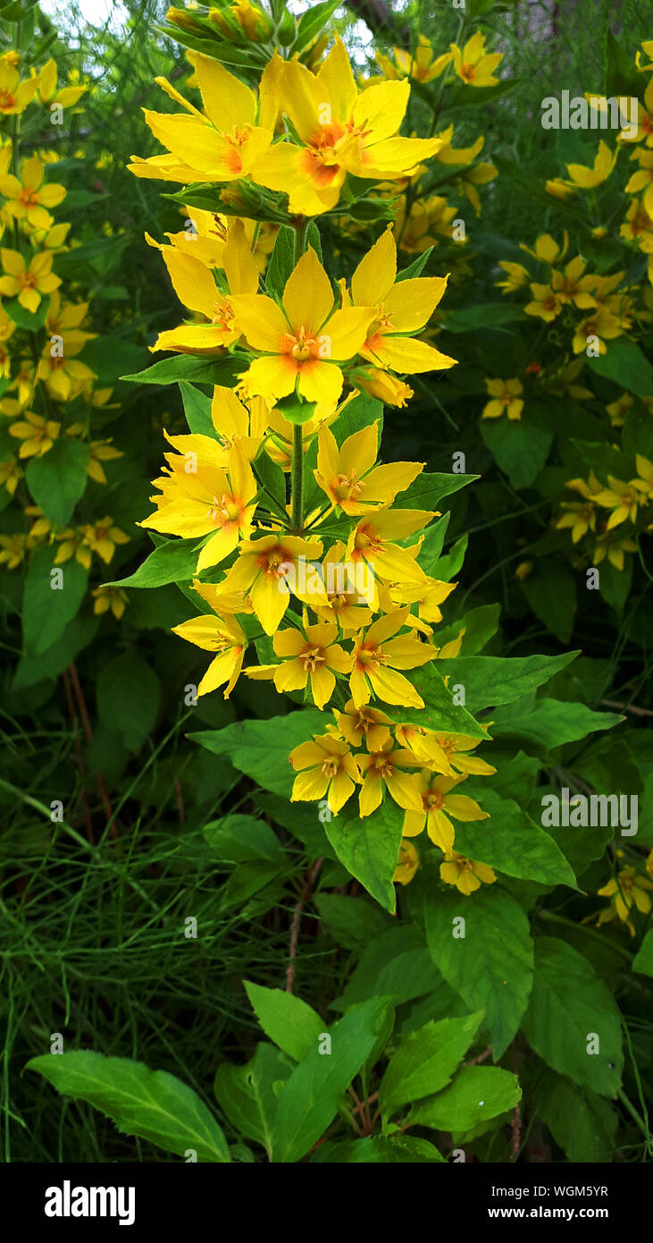 Yellow loosestrife is aTypical Flower in a Garden in Northern England ...