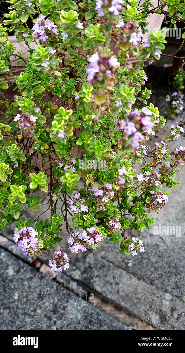 Typical Flowers in a Garden in Northern England Stock Photo - Alamy