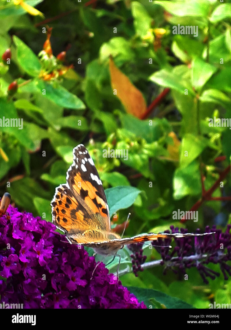 Butterflies in a garden in Northern England Stock Photo - Alamy
