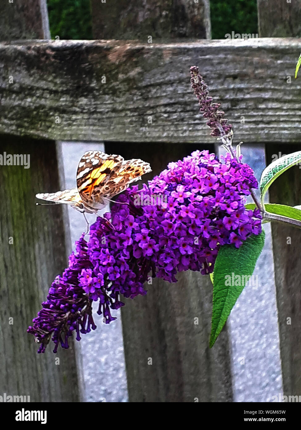Butterfly ovum hi-res stock photography and images - Alamy