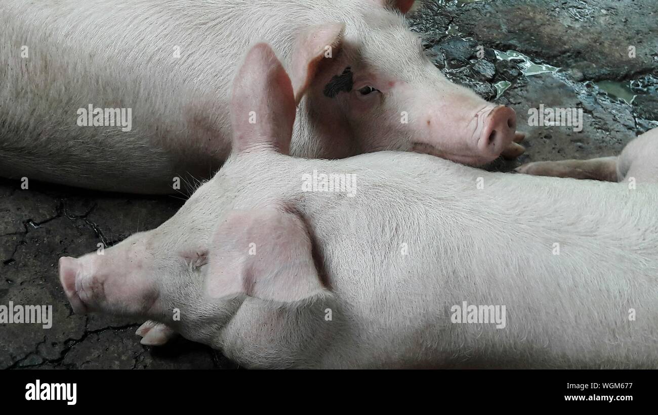 Pigs Lying Down High Resolution Stock Photography and Images - Alamy