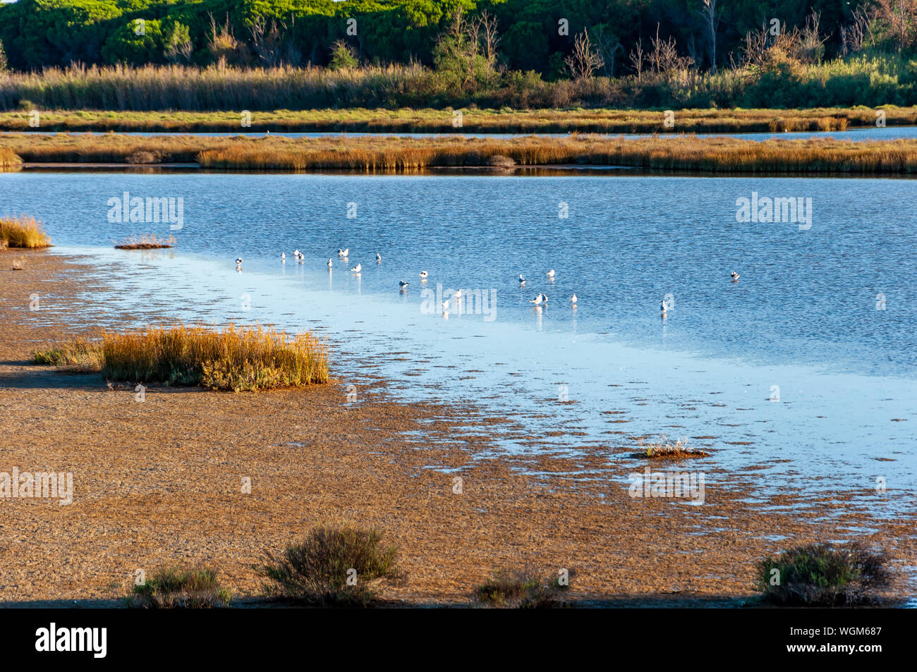 Camargue natural park, a region in the south of France rich in water ...