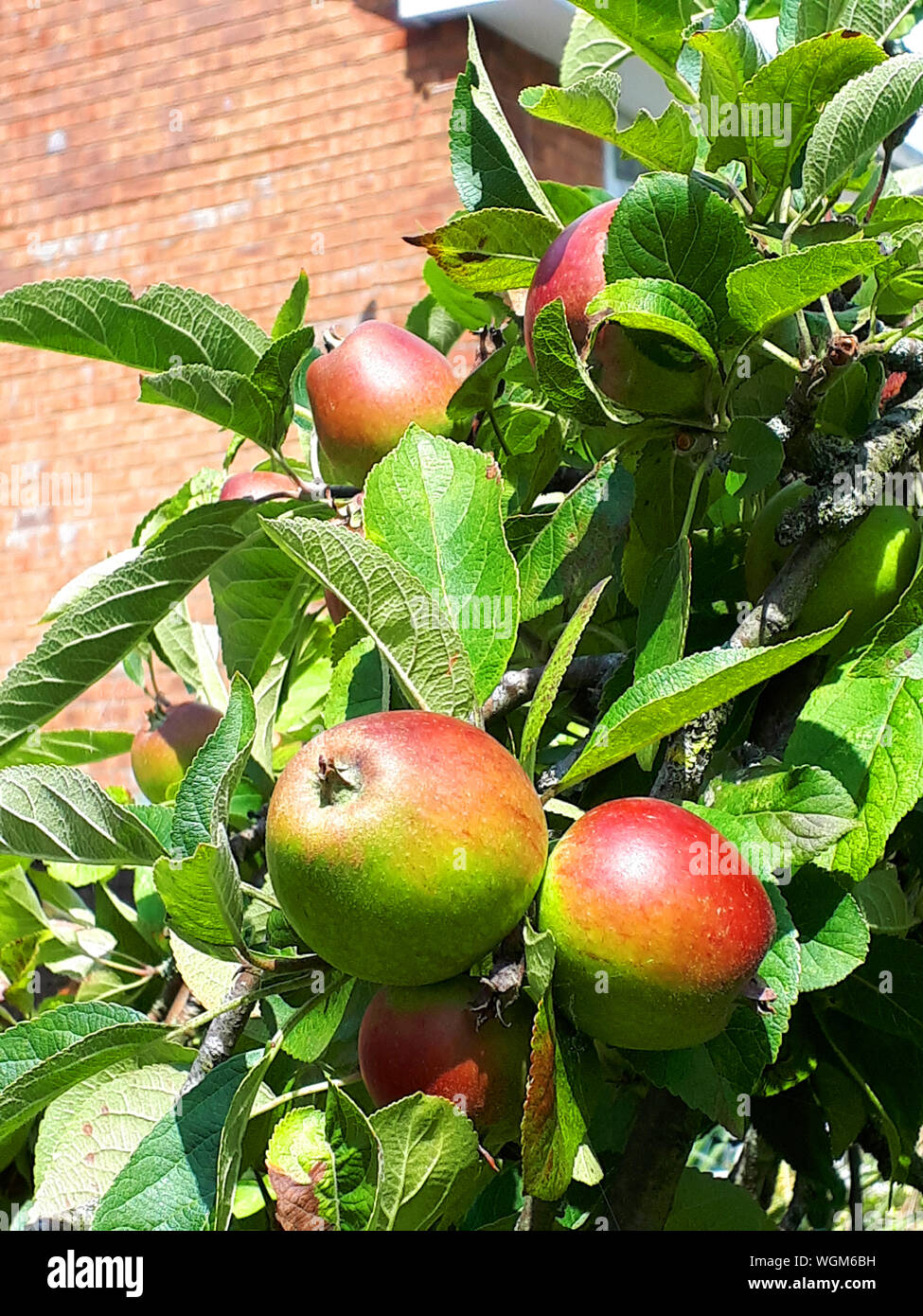 Fruit trees and fruit in a garden in Northern England Stock Photo - Alamy