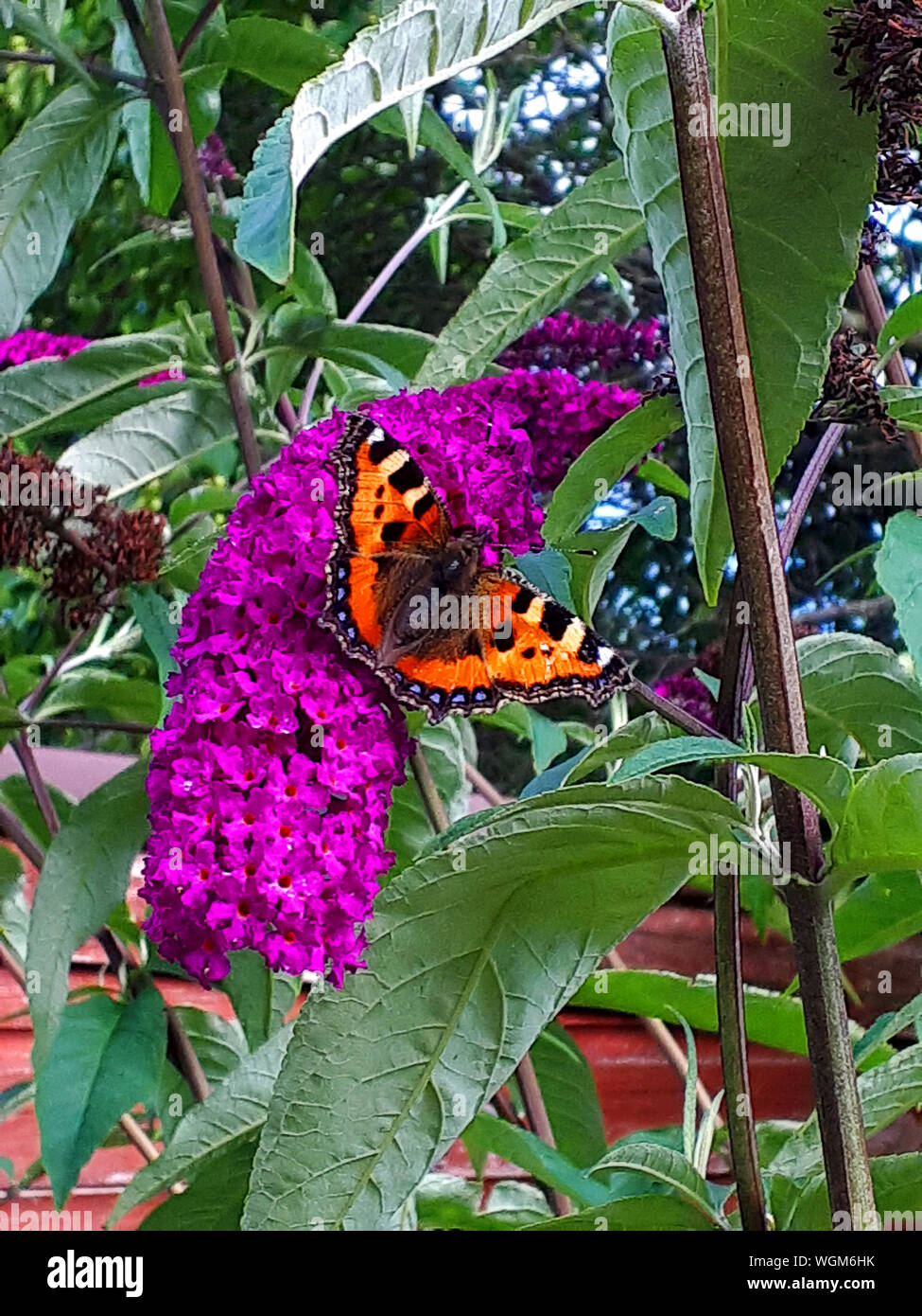 Butterflies in a garden in Northern England Stock Photo - Alamy