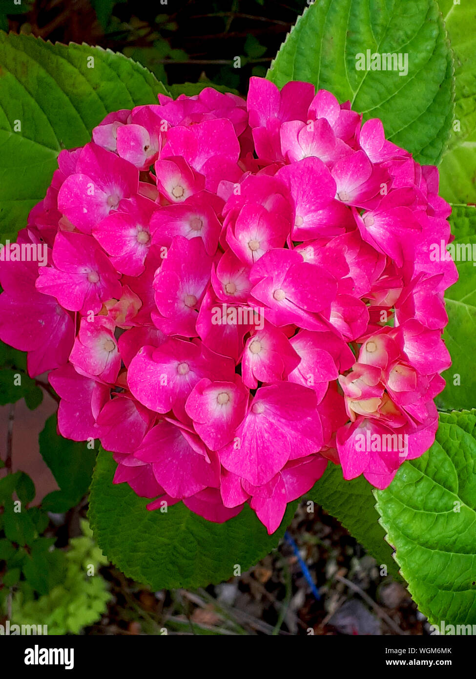 Typical Flowers in a Garden in Northern England Stock Photo - Alamy