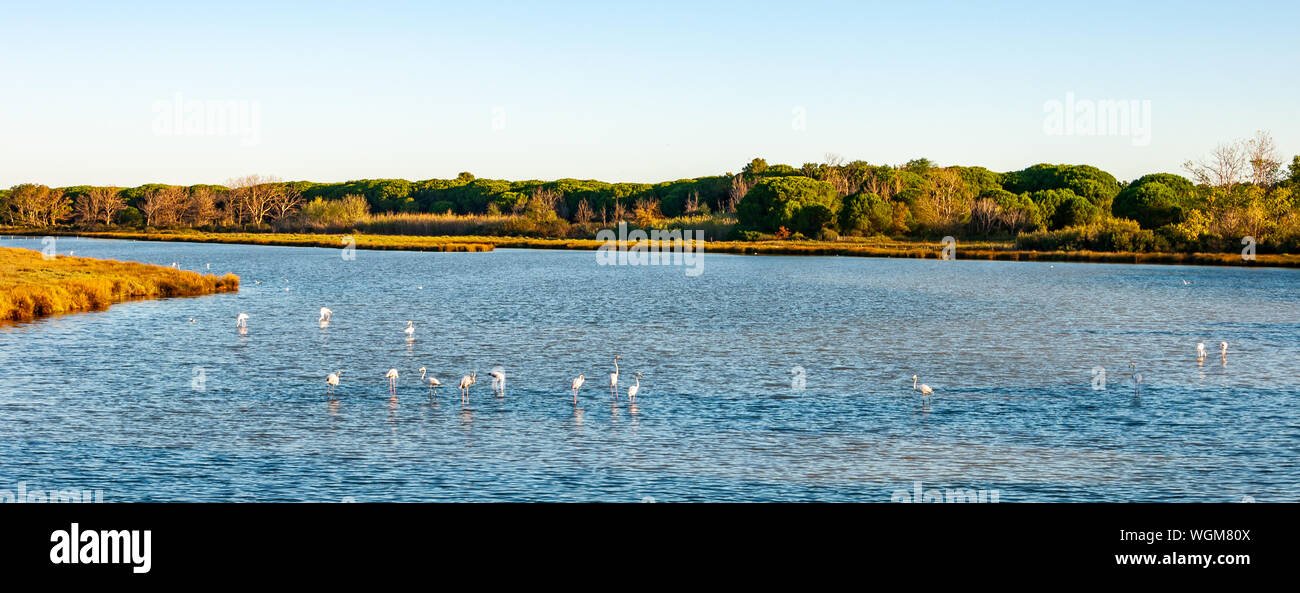 Camargue natural park, a region in the south of France rich in water ...
