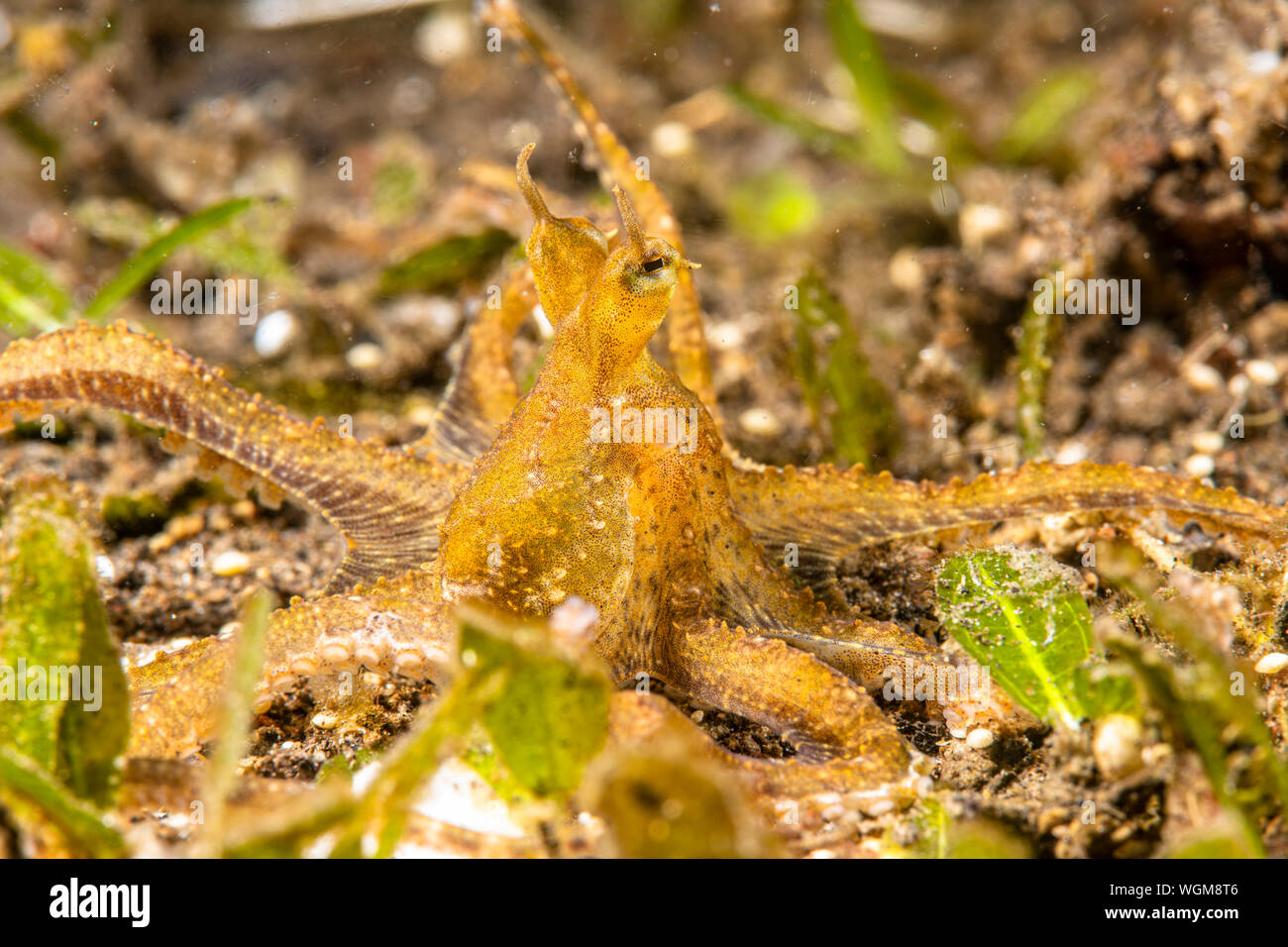 Visual mimic hi-res stock photography and images - Alamy