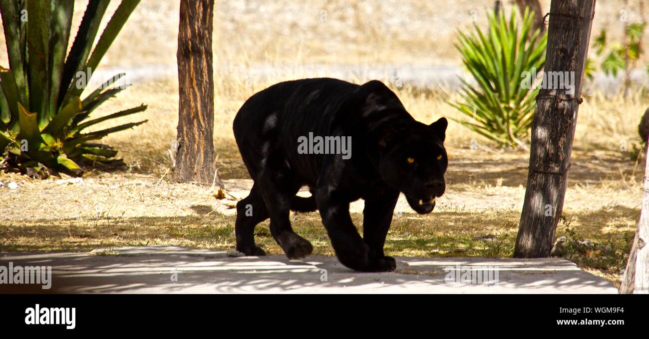 Black leopard tree hi-res stock photography and images - Alamy