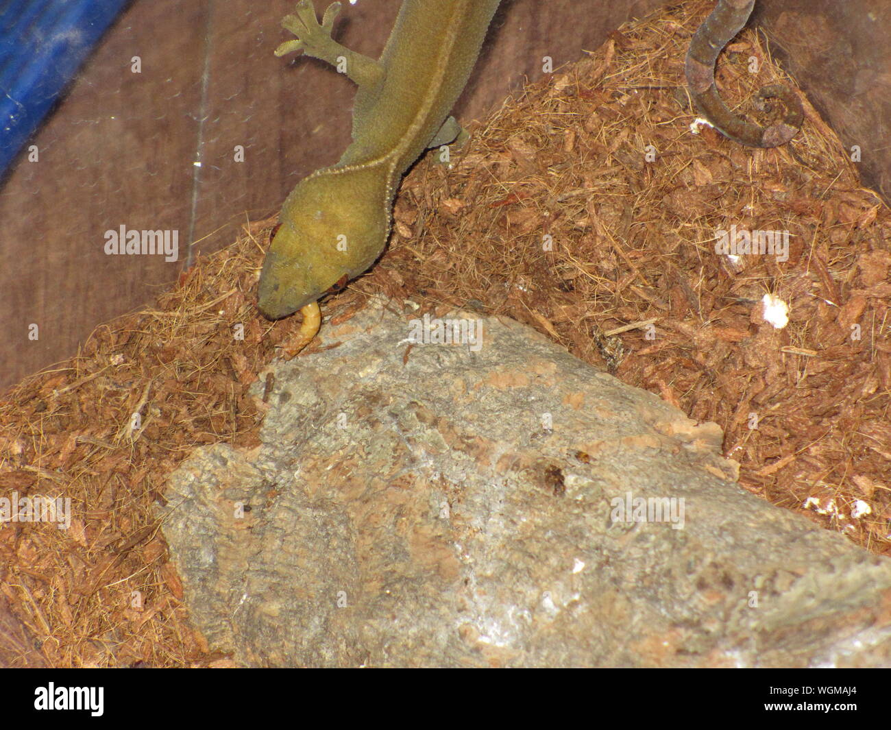 Lizard eating insect hi-res stock photography and images - Alamy