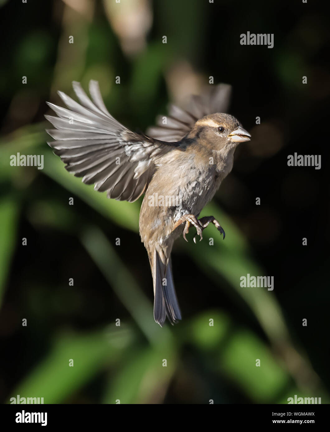 Sparrow Flying High Resolution Stock Photography and Images - Alamy