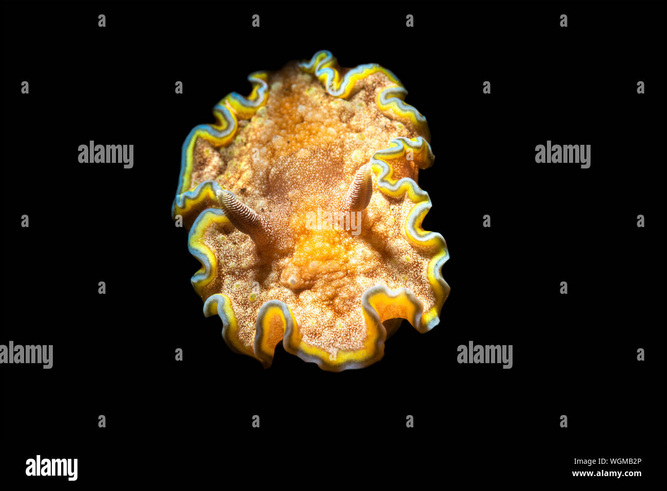 A colorful girdled nudibranch photographed with a narrow light snoot ...