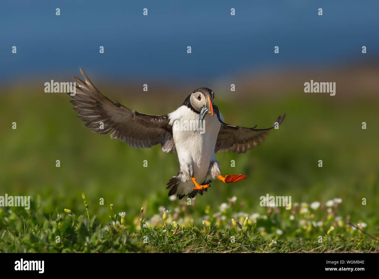 Puffin with fish hi-res stock photography and images - Alamy