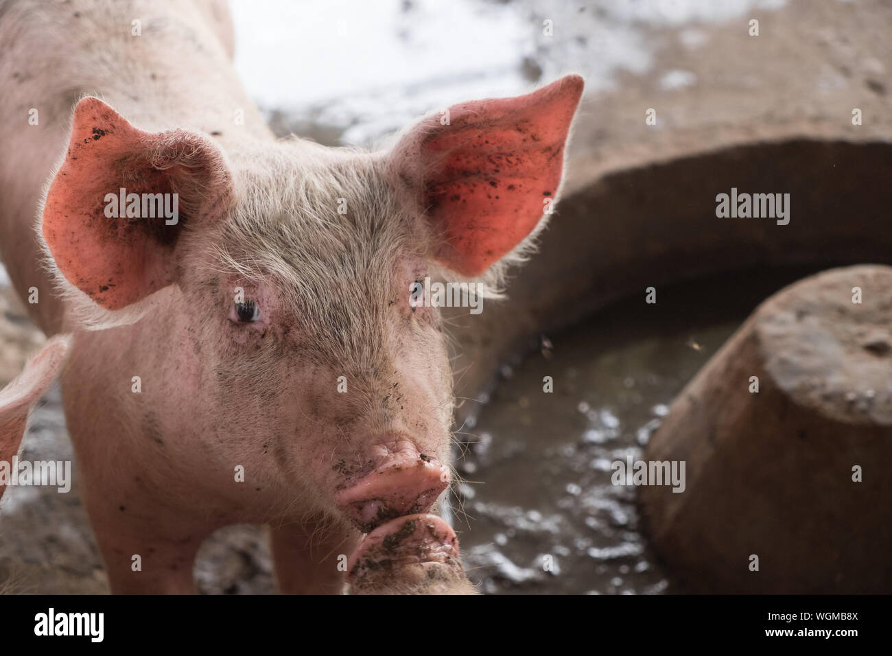 Messy pig hi-res stock photography and images - Alamy