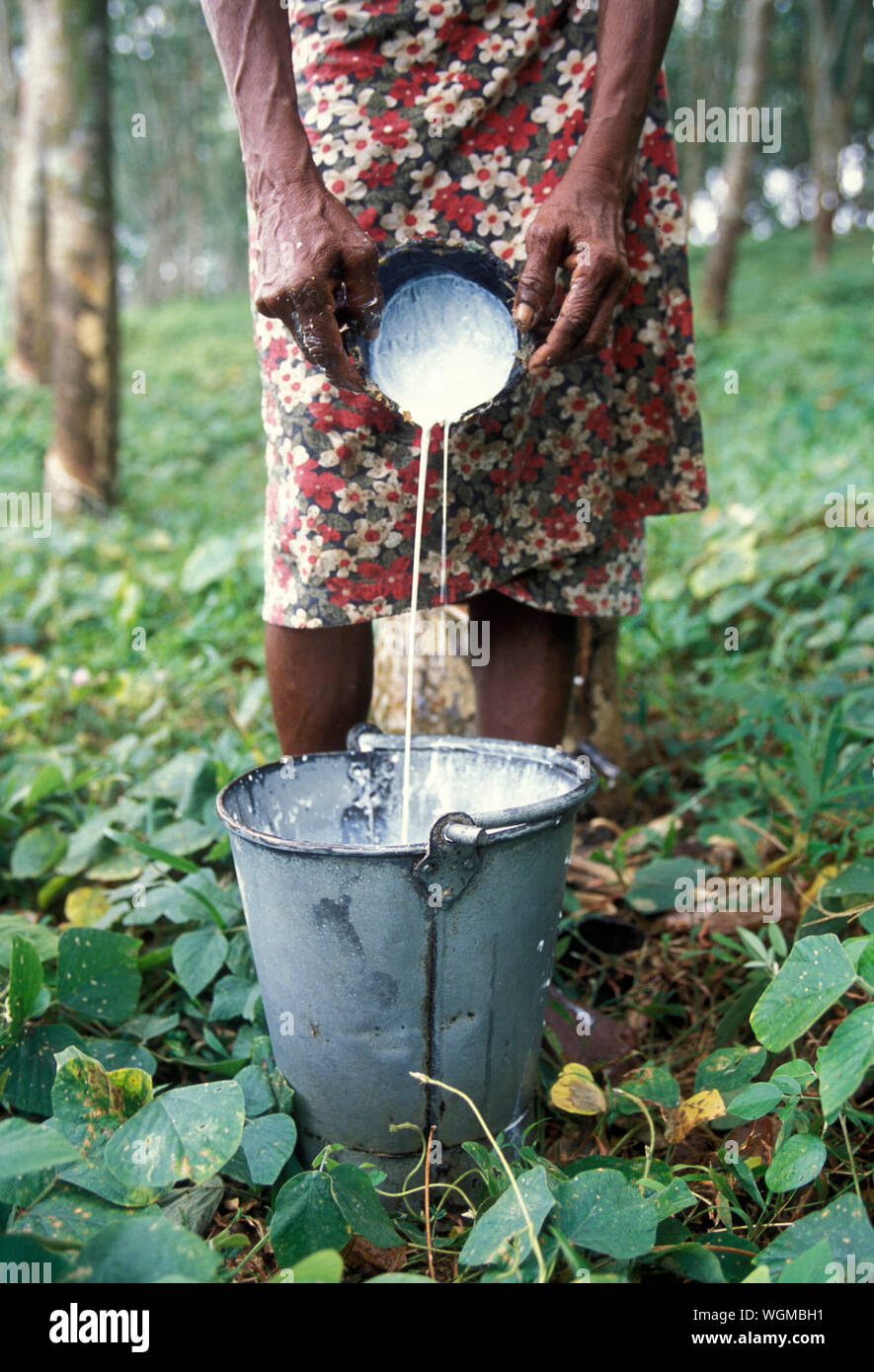 Sap Bucket High Resolution Stock Photography and Images - Alamy