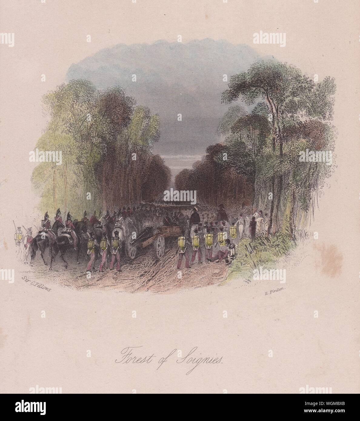 Forest of soignies hi-res stock photography and images - Alamy