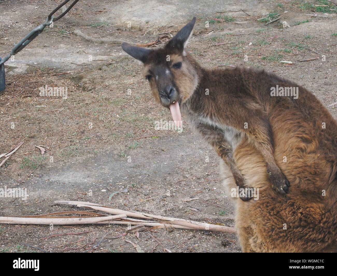Kangaroo With Mouth Open High Resolution Stock Photography and Images ...