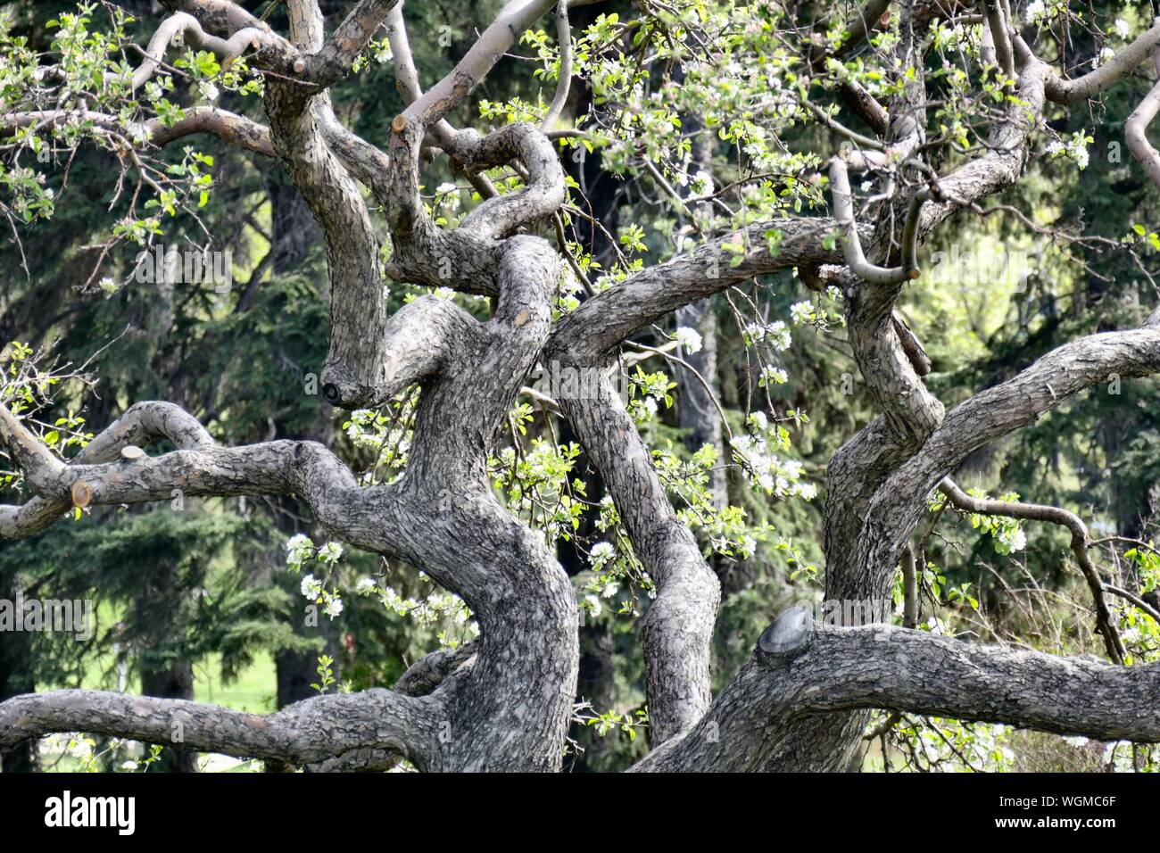 Knotted trees hi-res stock photography and images - Alamy