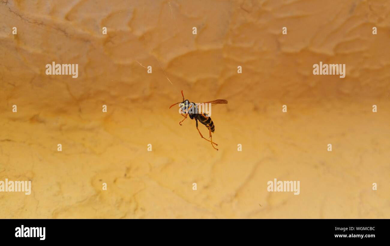 Flying bee hi-res stock photography and images - Alamy