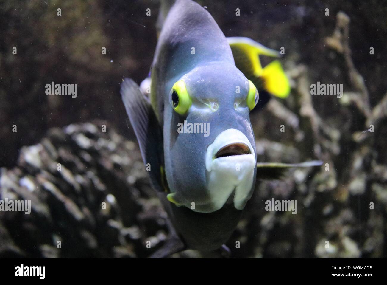 Seabed fish hi-res stock photography and images - Alamy
