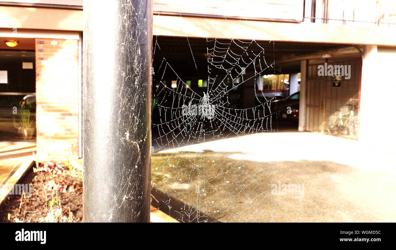 Building spider web hi-res stock photography and images - Alamy