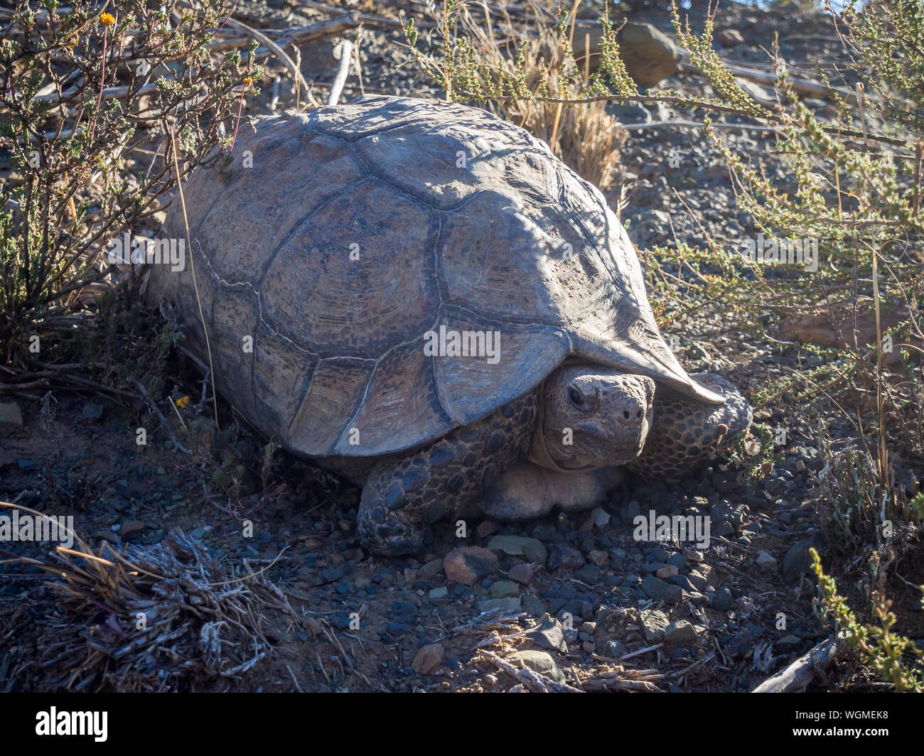 Turtle hiding hi-res stock photography and images - Alamy