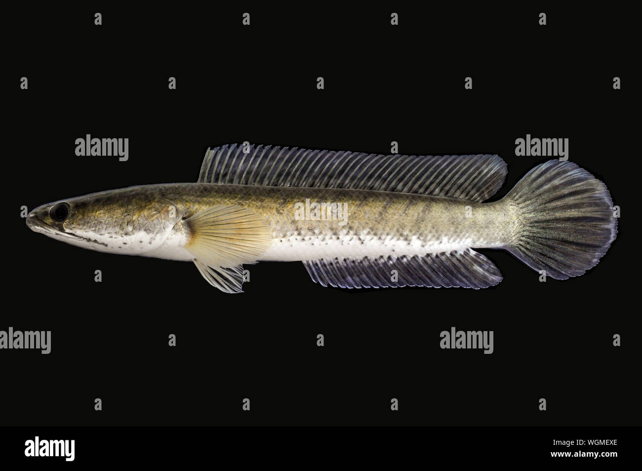 Snakehead fish eating fish hi-res stock photography and images - Alamy