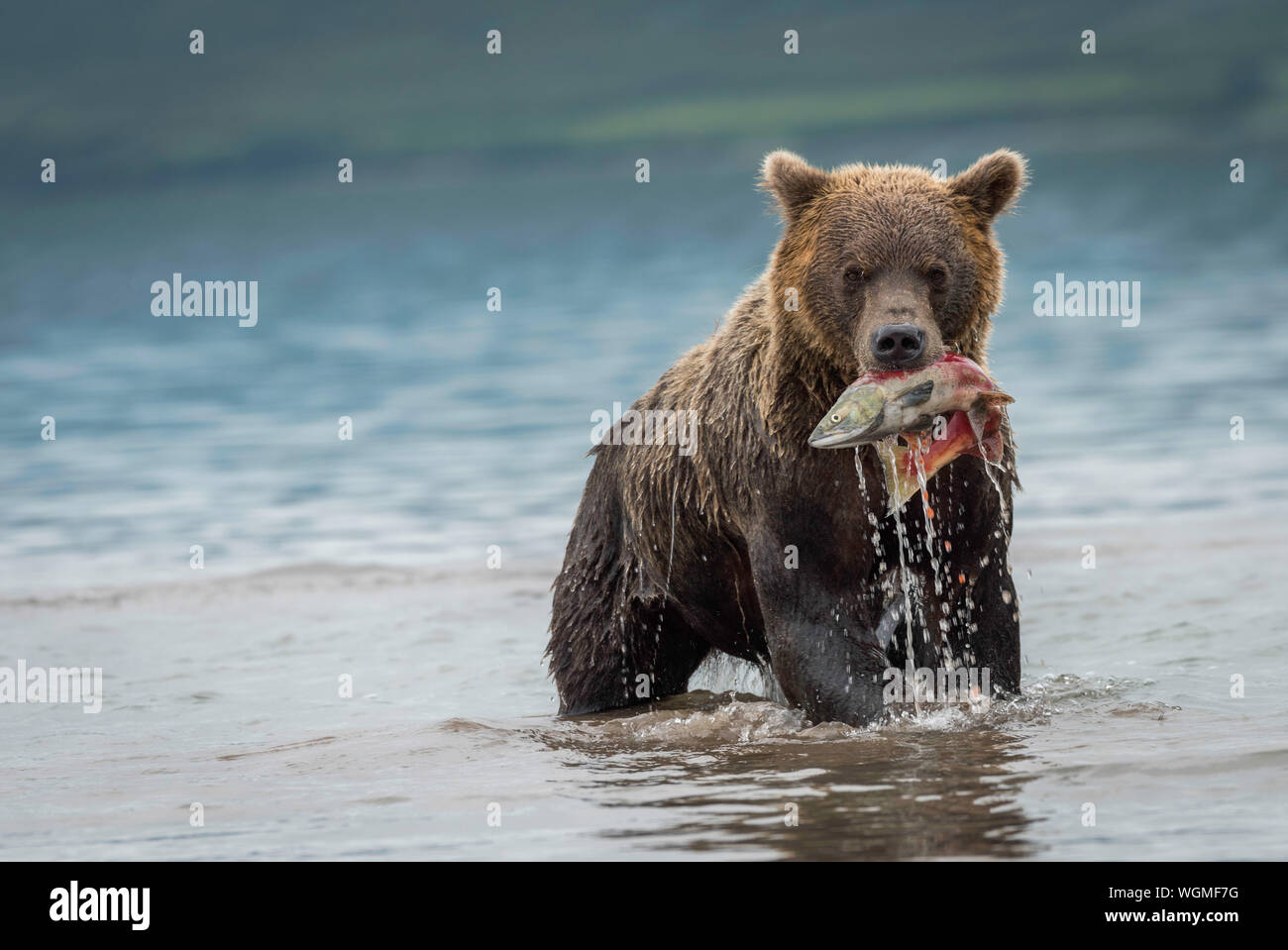 Death bear hi-res stock photography and images - Alamy