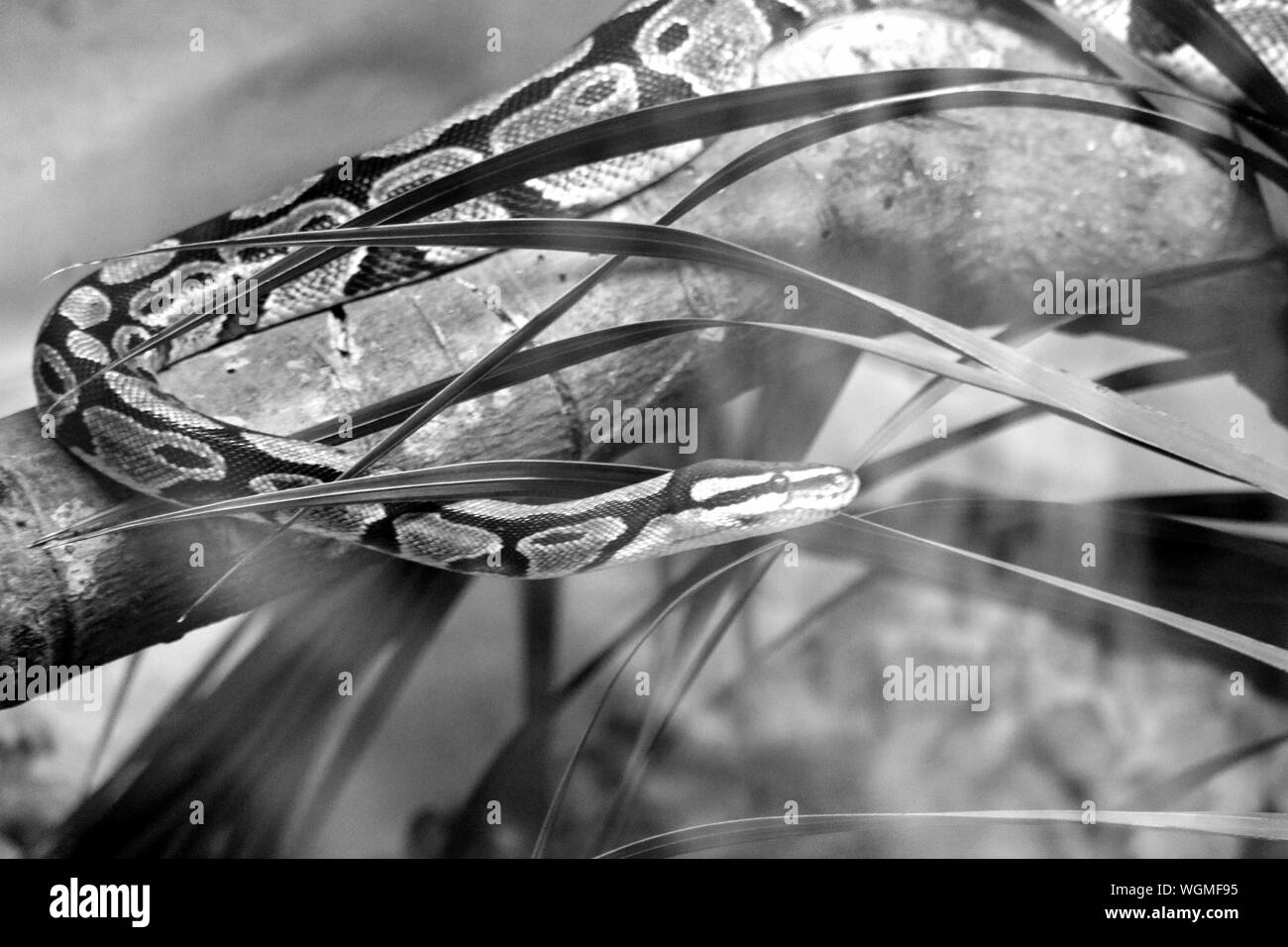 Glass Snake High Resolution Stock Photography and Images - Alamy