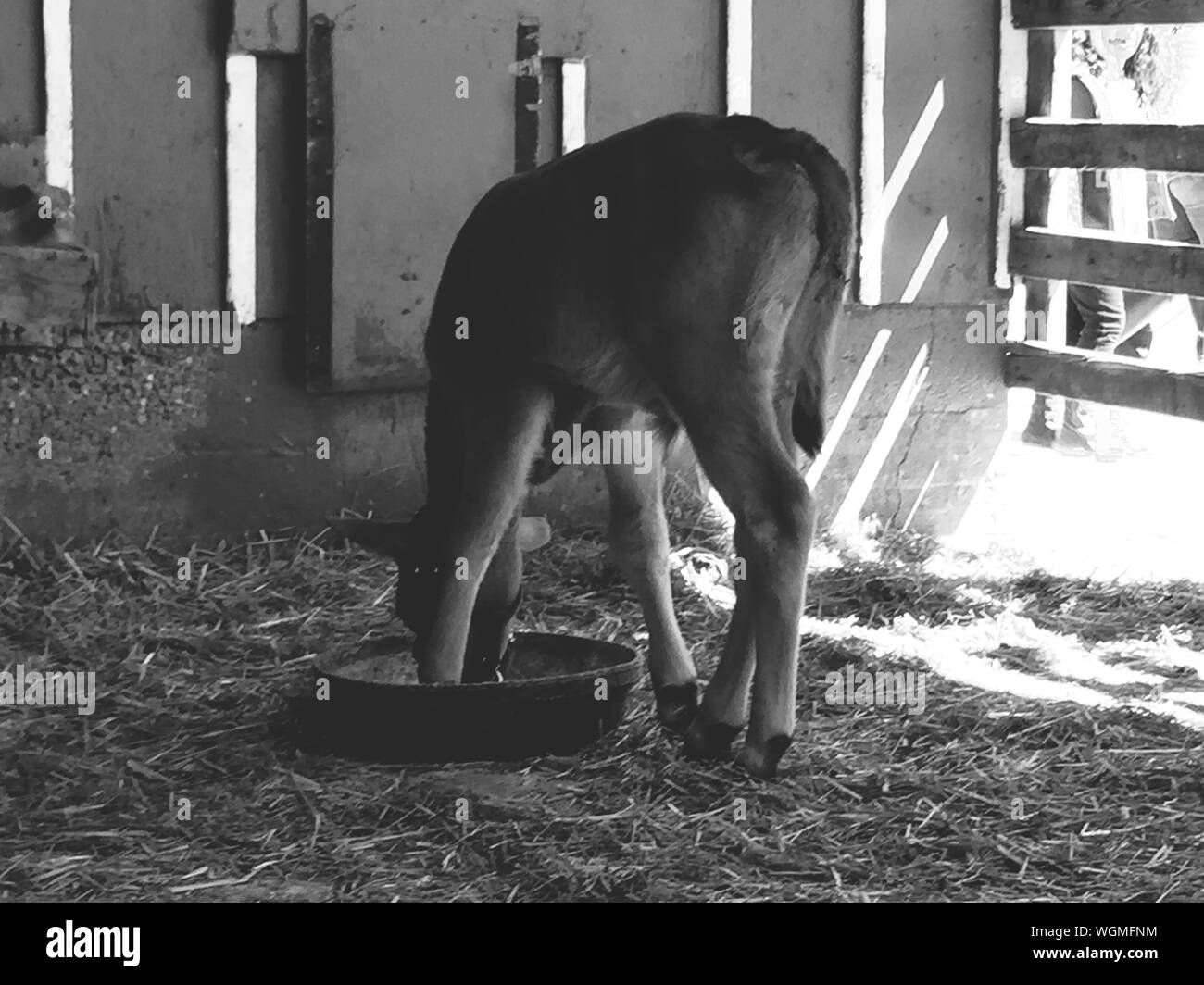Calf shadow hi-res stock photography and images - Alamy
