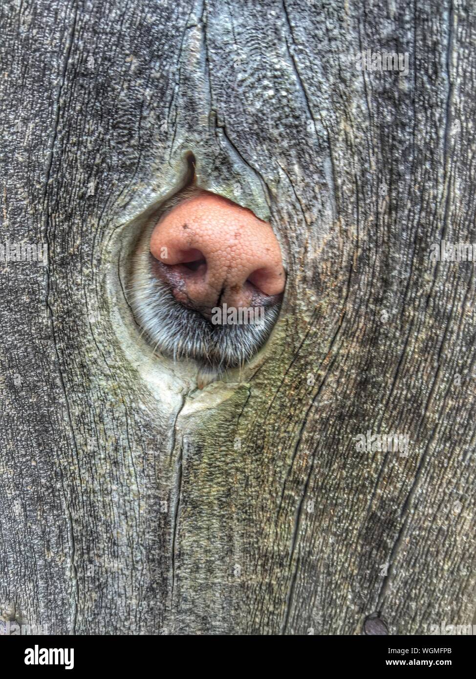 Close nose hi-res stock photography and images - Alamy