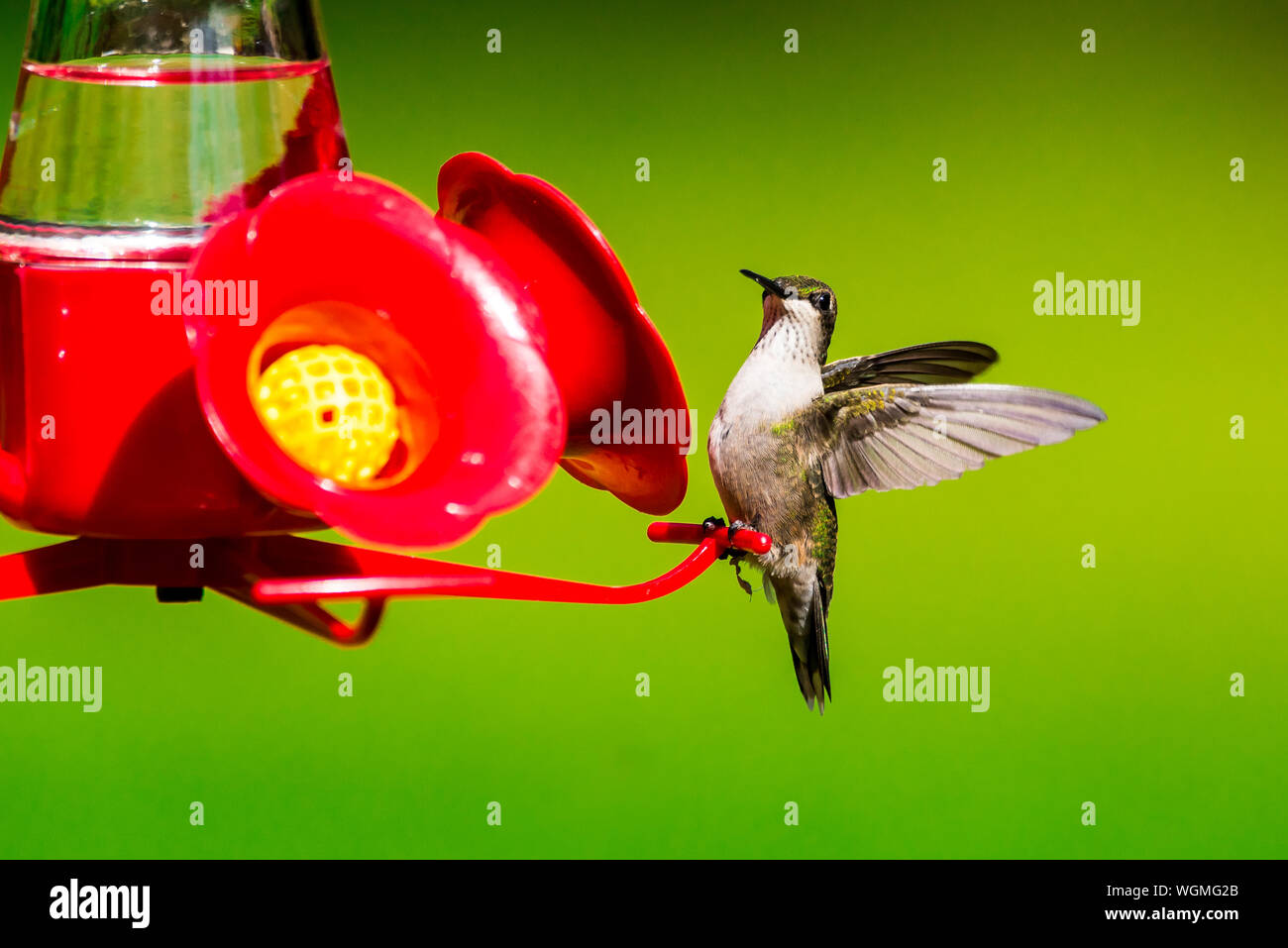 Closeup of juvenile Ruby-throated hummingbird balancing on a red ...