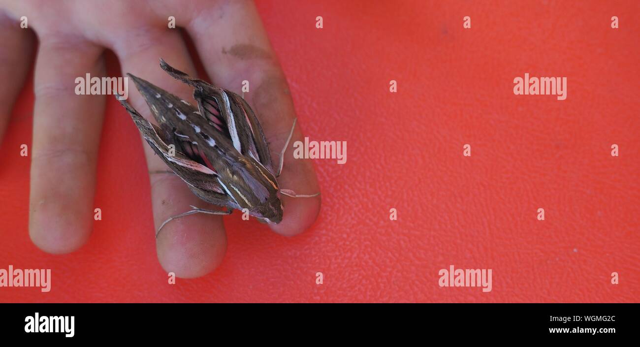 Person holding moth hi-res stock photography and images - Alamy