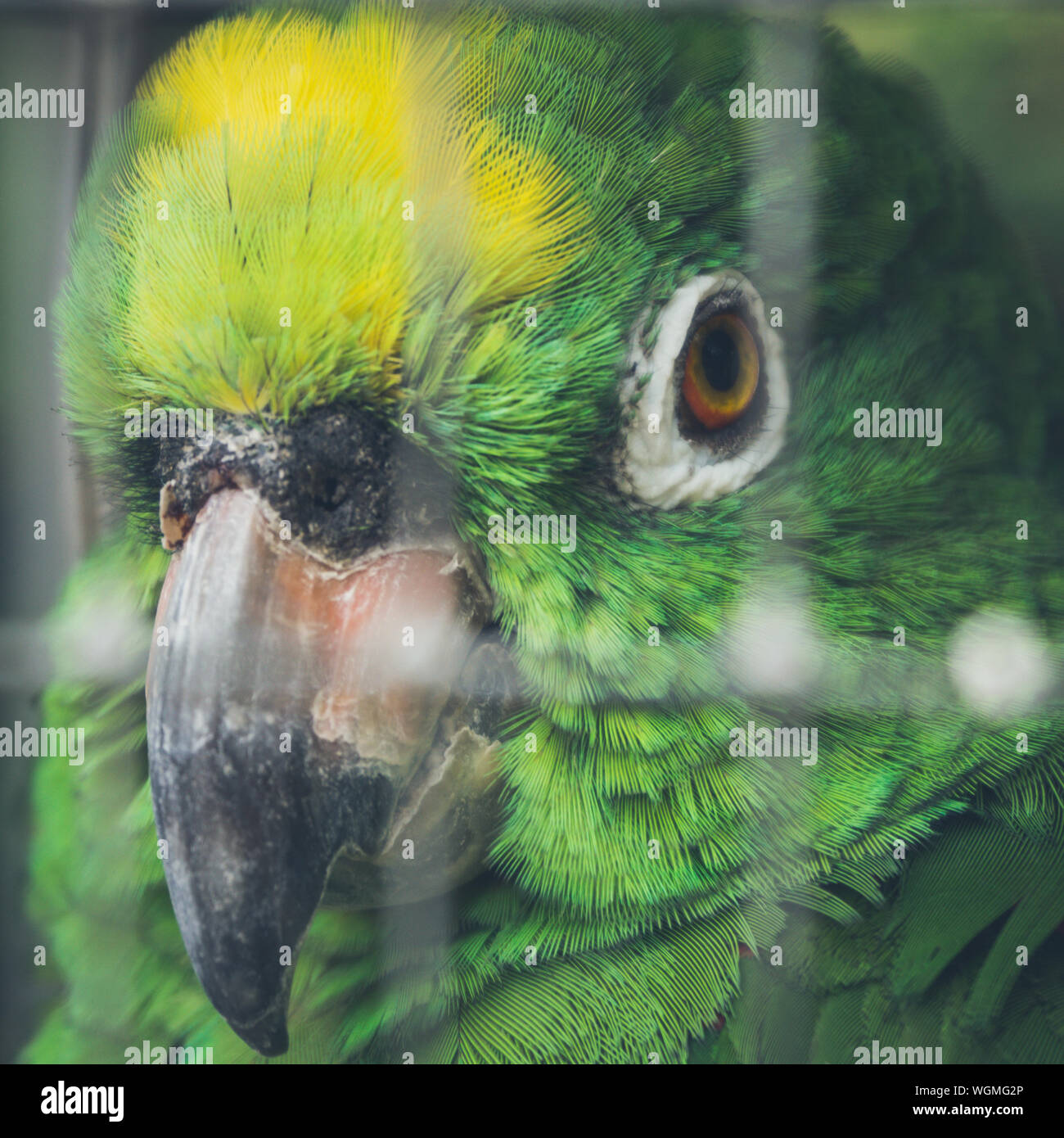 Parrot looking at camera hi-res stock photography and images - Alamy