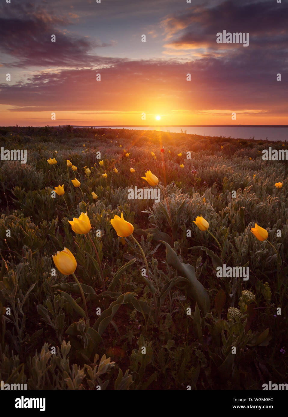 Colorful beautyful flower field, fresh flower spring background with ...
