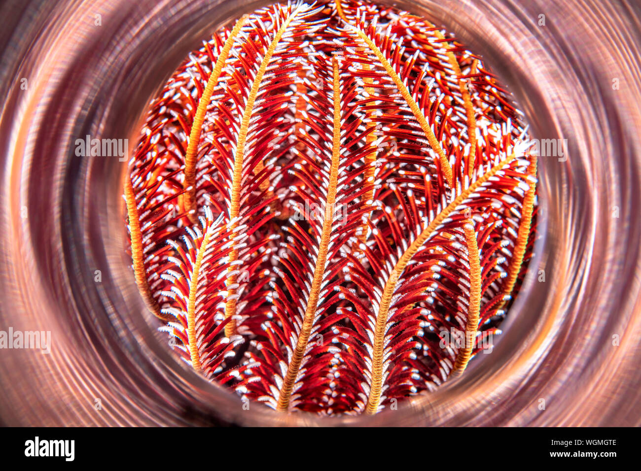 Underwater crinoid feather star hi-res stock photography and images - Alamy