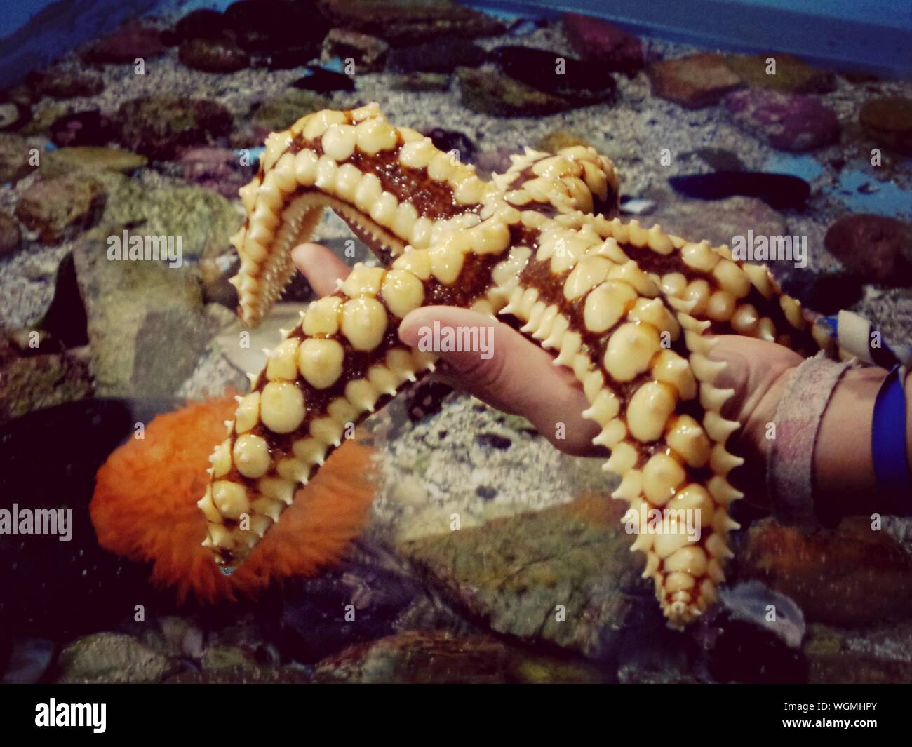 Real starfish hi-res stock photography and images - Alamy