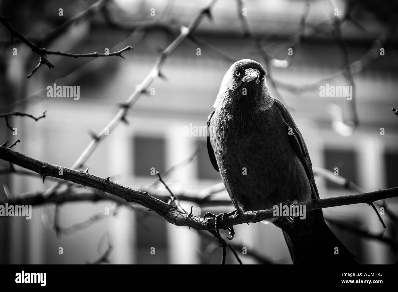 Raven On Branch High Resolution Stock Photography and Images - Alamy