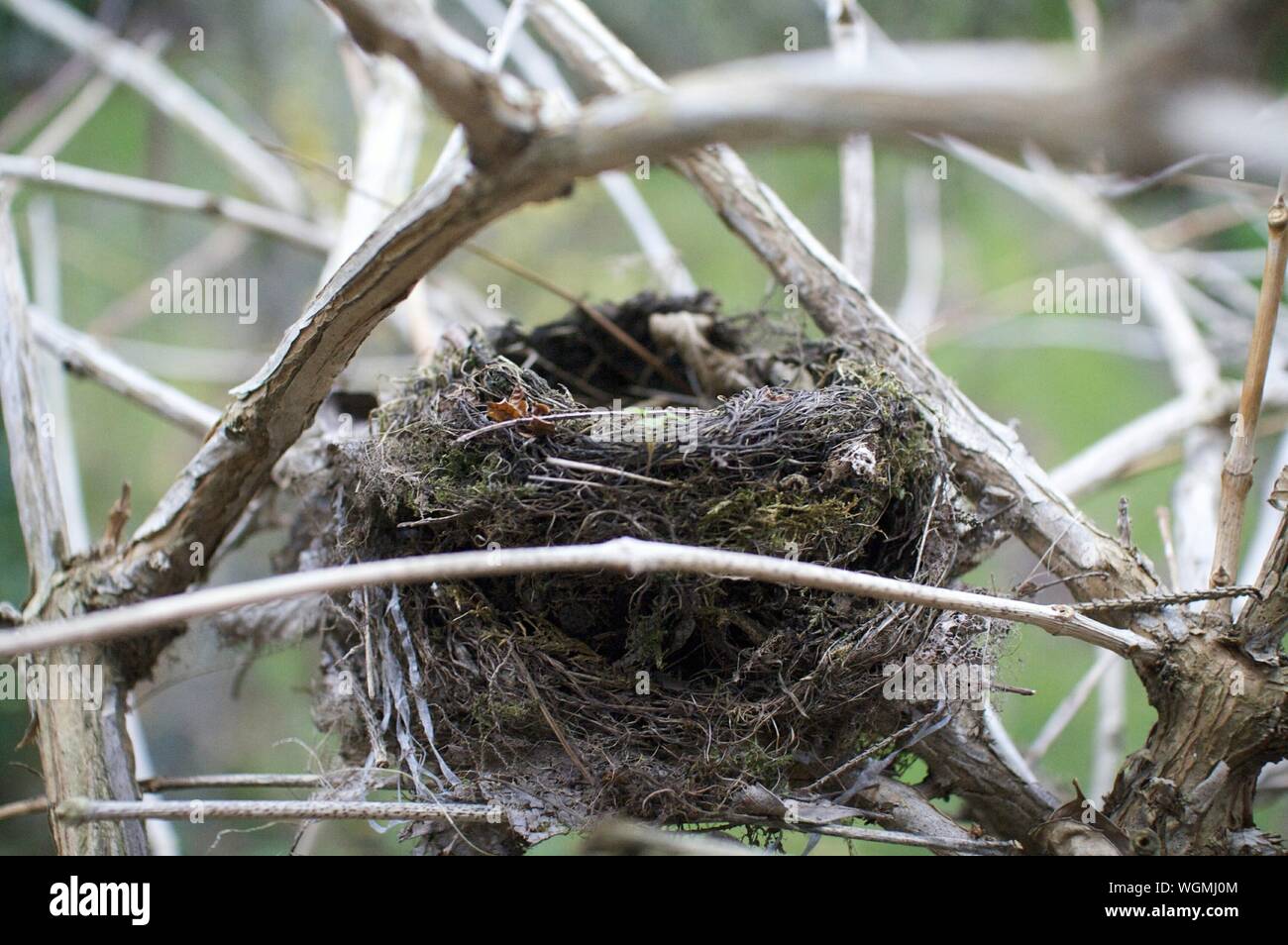 Empty the nest hi-res stock photography and images - Alamy
