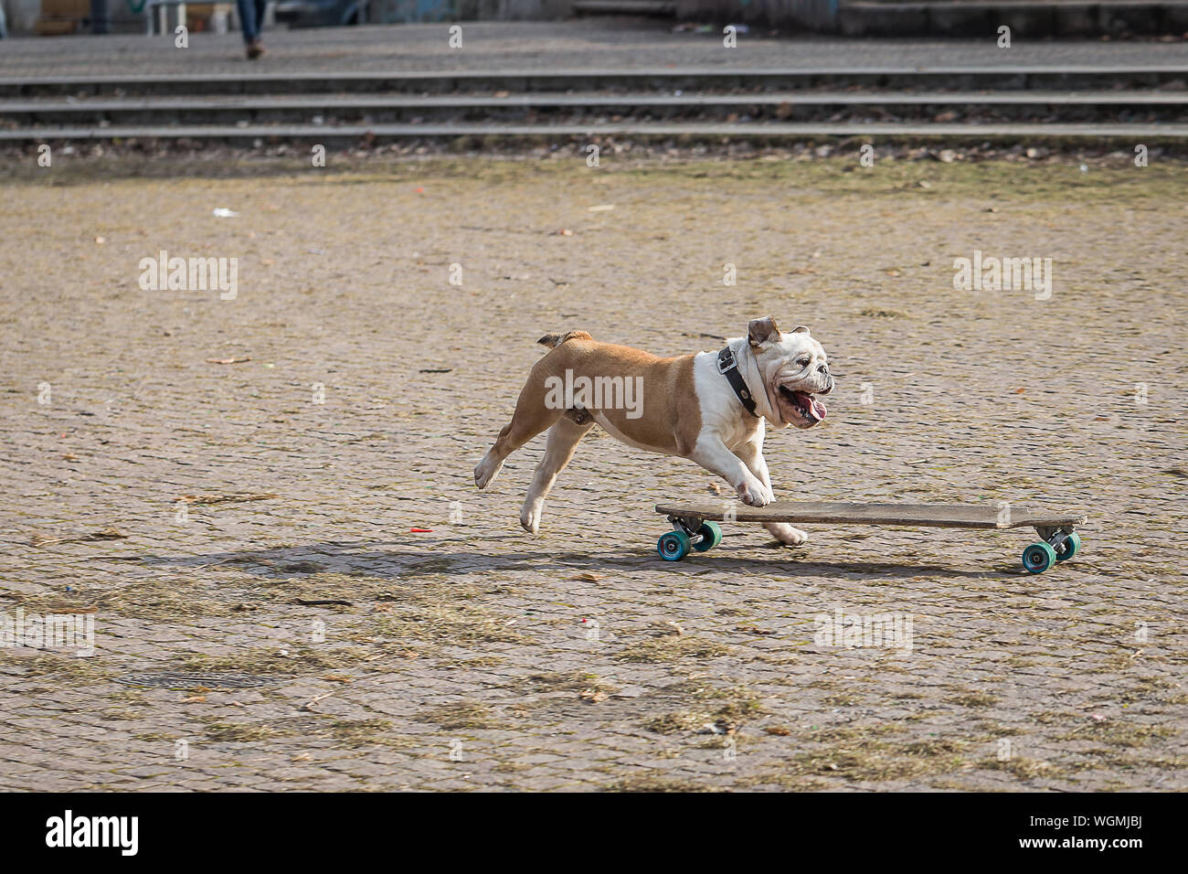 Dog on square hi-res stock photography and images - Alamy