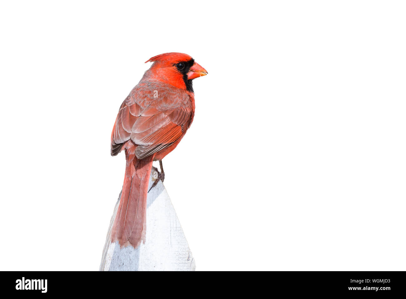 Cardinal bird studio hi-res stock photography and images - Alamy