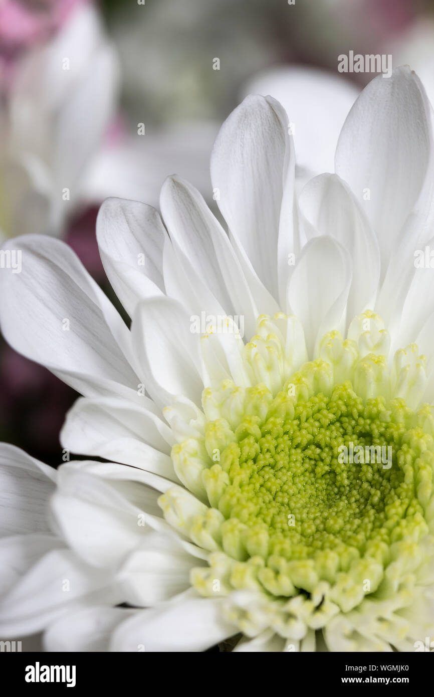 White daisy flower arrangement hi-res stock photography and images - Alamy