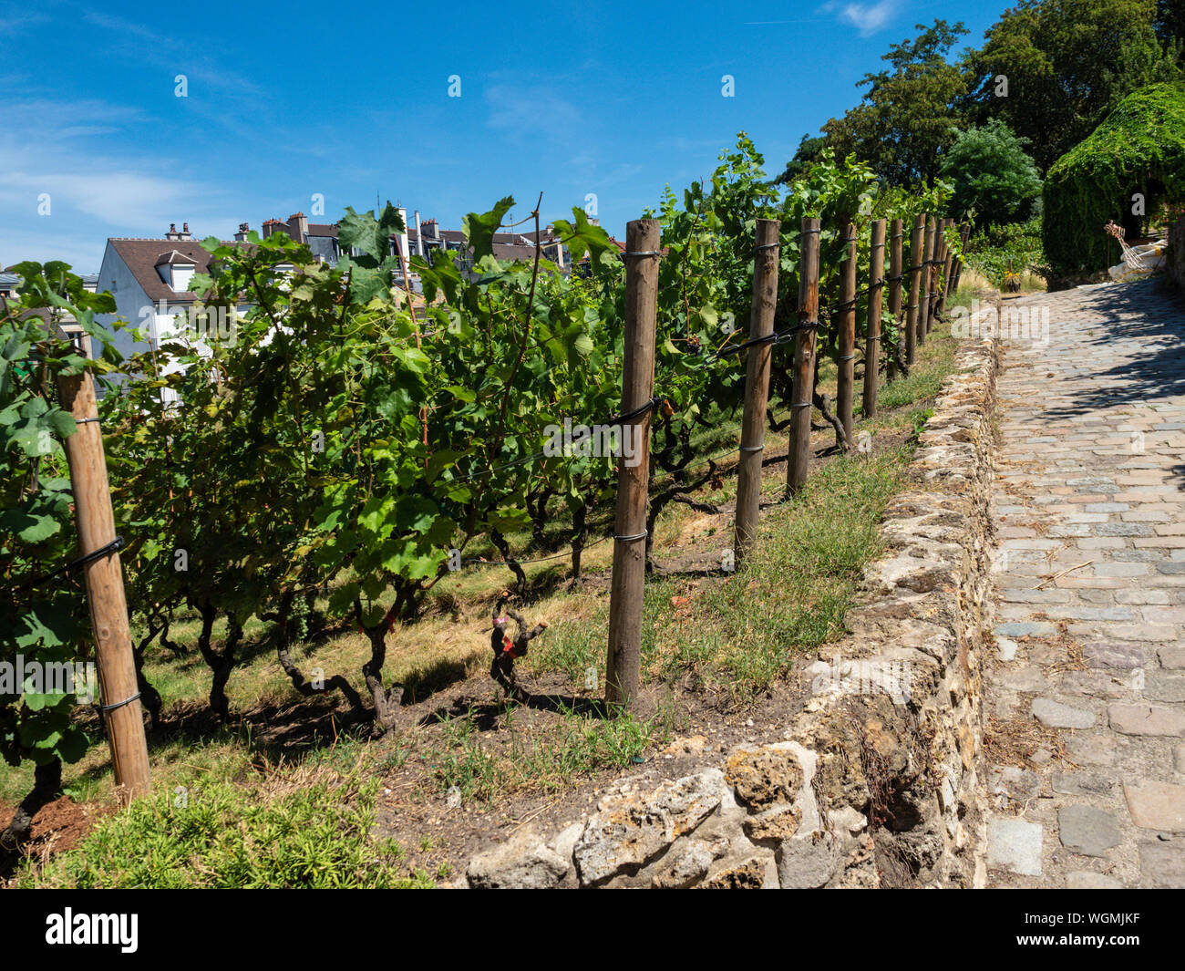 PARIS, FRANCE - AUGUST 04, 2018: Vines in Le Clos Montmartre vinyard ...