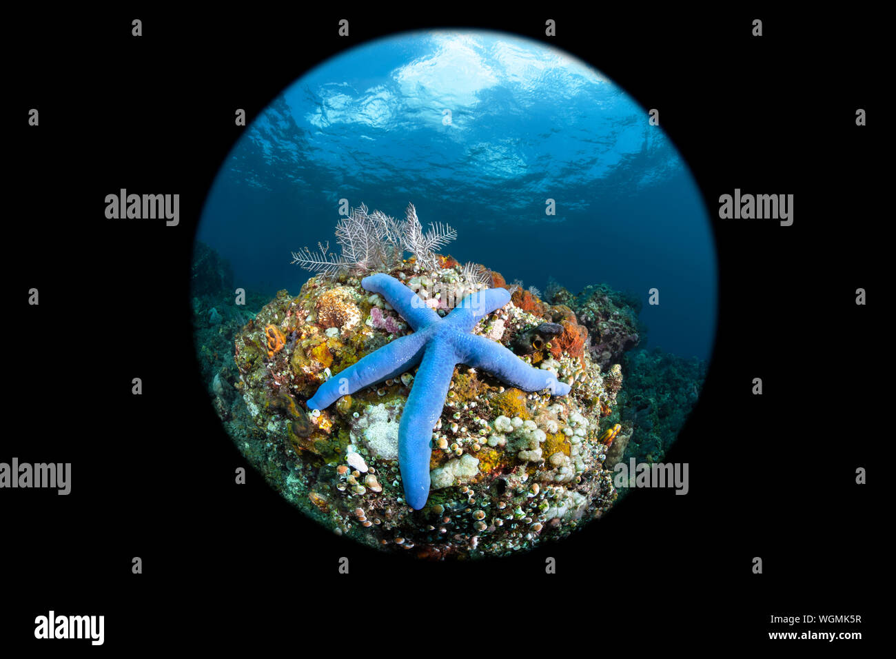 Blue starfish hi-res stock photography and images - Alamy