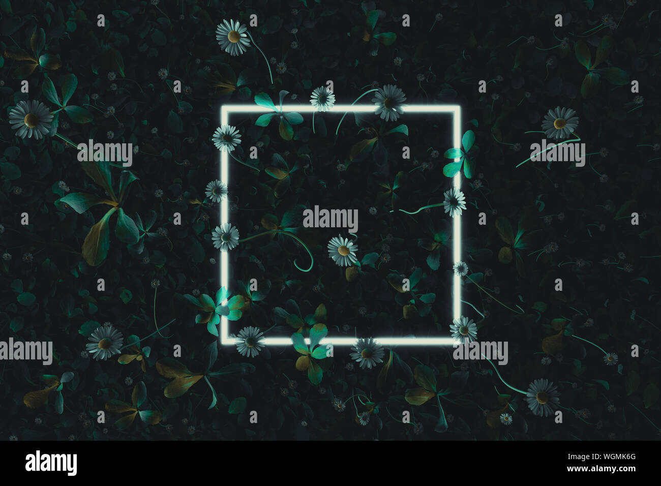 Daisy frame hi-res stock photography and images - Alamy