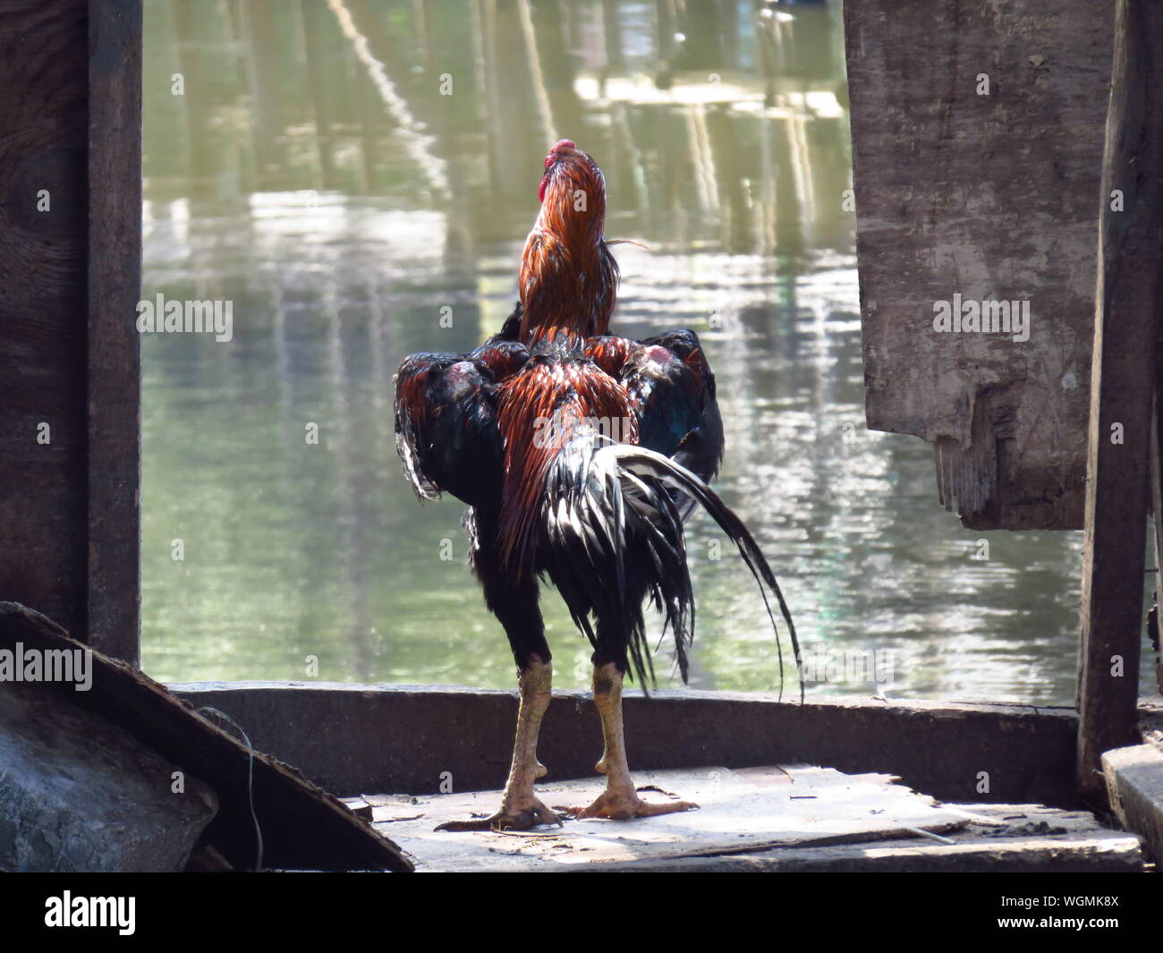 Rooster In Water Stock Photo - Alamy