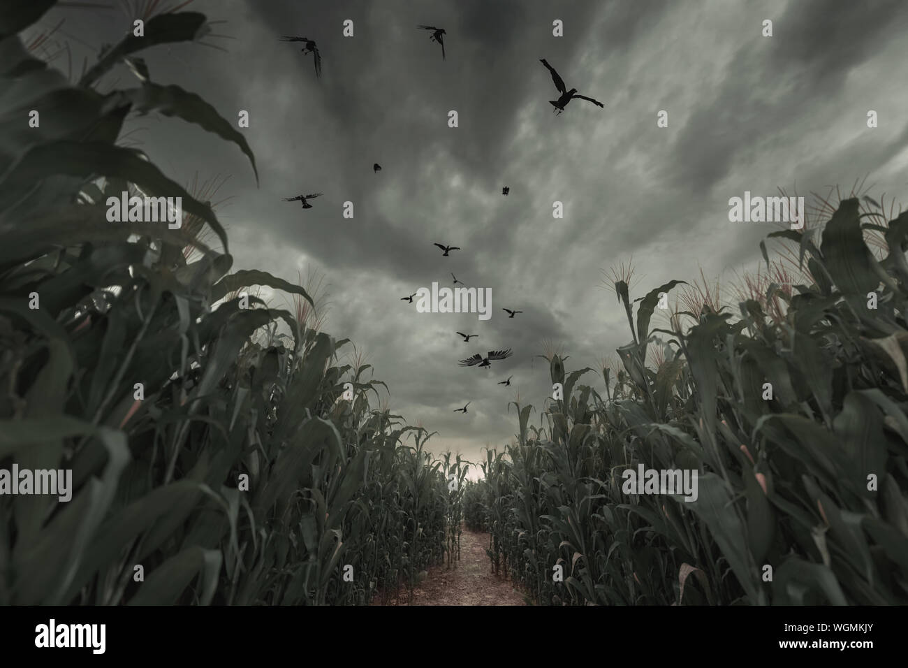 Scary corn field hi-res stock photography and images - Alamy