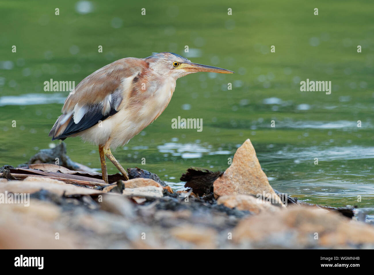Yellow Bittern - Ixobrychus sinensis small bittern. It is of Old World ...