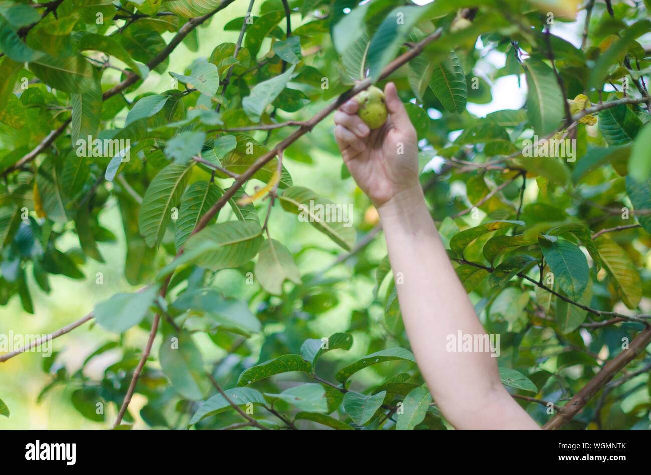 Plucking fruit hi-res stock photography and images - Alamy