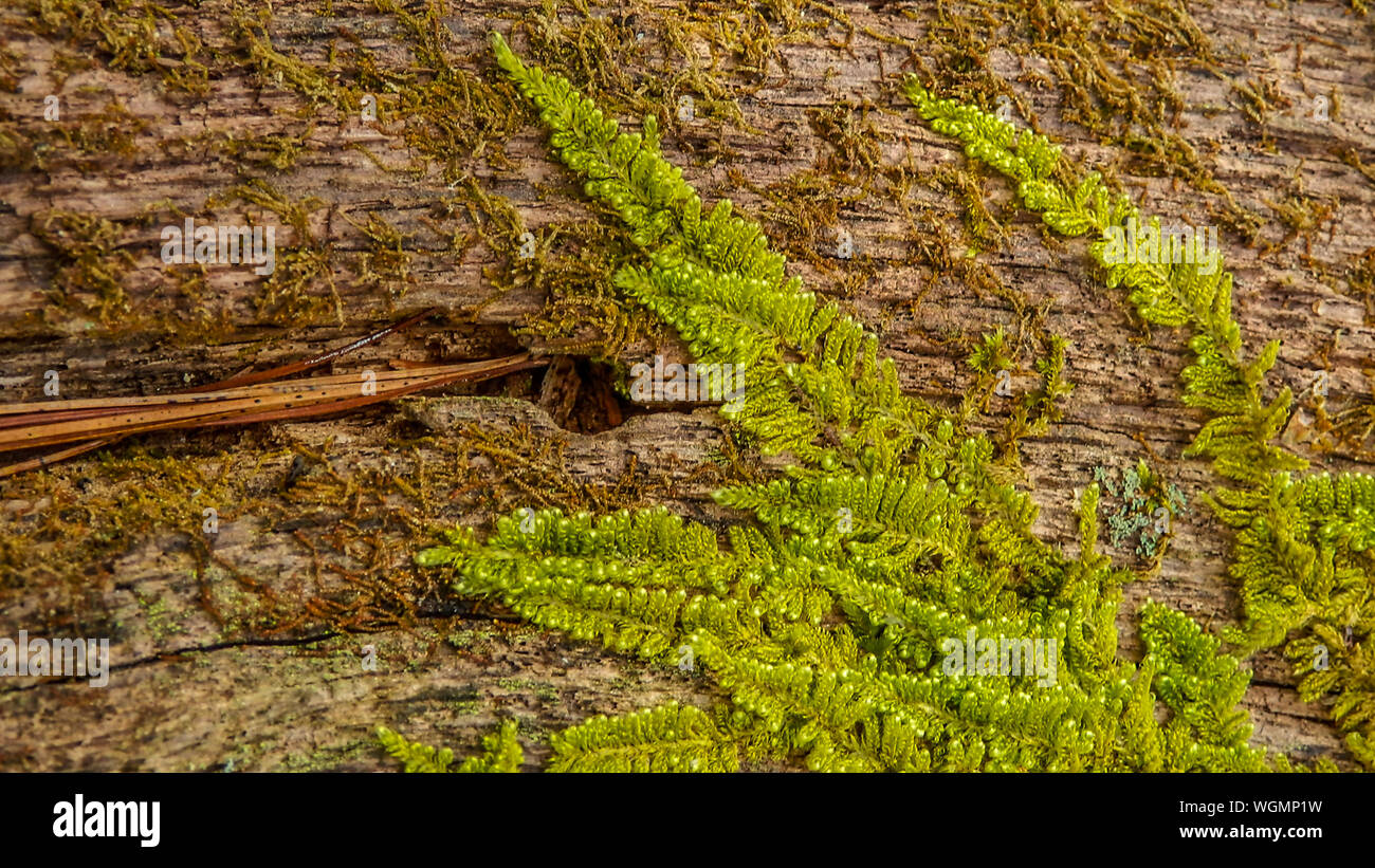 Bright green mossy fern growing on tree bark close up backgrounds and ...
