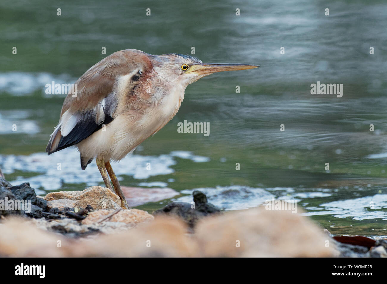 Yellow Bittern - Ixobrychus sinensis small bittern. It is of Old World ...